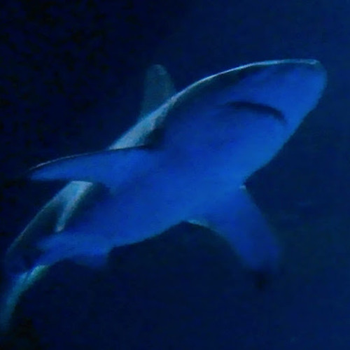 Stream Artemio Rios jr music | Listen to songs, albums, playlists for ...