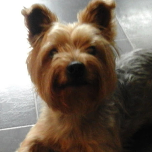 Stream ellie collett music | Listen to songs, albums, playlists for ...