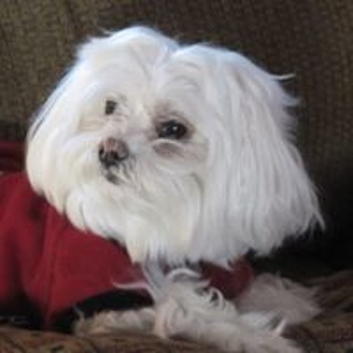 Stream Helen Koons music | Listen to songs, albums, playlists for free ...