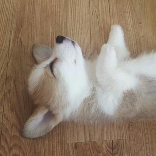 Stream Kyrie (Missa Cerviana - L.Perosi) by Servus Domini | Listen ...