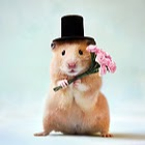 Stream Hamster Knuckle music | Listen to songs, albums, playlists for ...