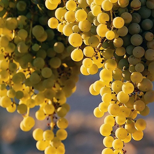 Stream schmu music | Listen to songs, albums, playlists for free on ...