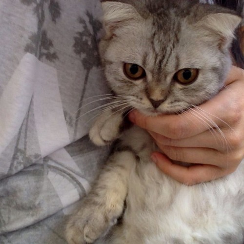 Stream Isabel Christina Lai music | Listen to songs, albums, playlists ...