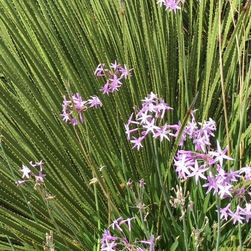 Stream Liane Mark music | Listen to songs, albums, playlists for free ...