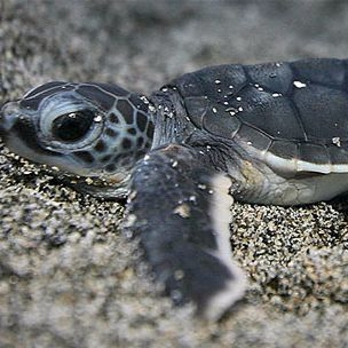 Stream Julio Valiente music | Listen to songs, albums, playlists for ...