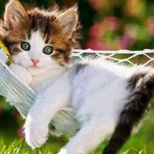 Stream Aisha Muhammad music | Listen to songs, albums, playlists for ...