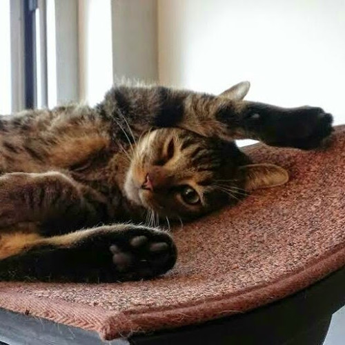 Stream Omnimouse by dopplex | Listen online for free on SoundCloud