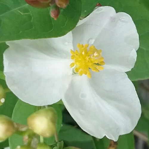 Stream tony shutts music | Listen to songs, albums, playlists for free ...