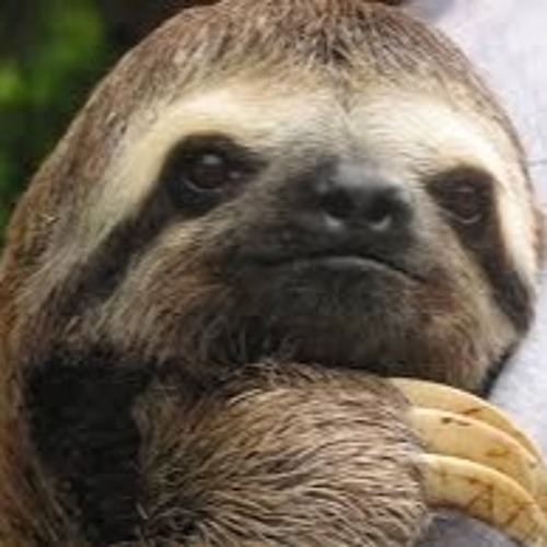 Stream Venomous Sloth music | Listen to songs, albums, playlists for ...