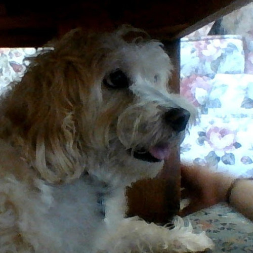 Stream Verbos con Cambios Radicales by Isabel Hauser | Listen online ...