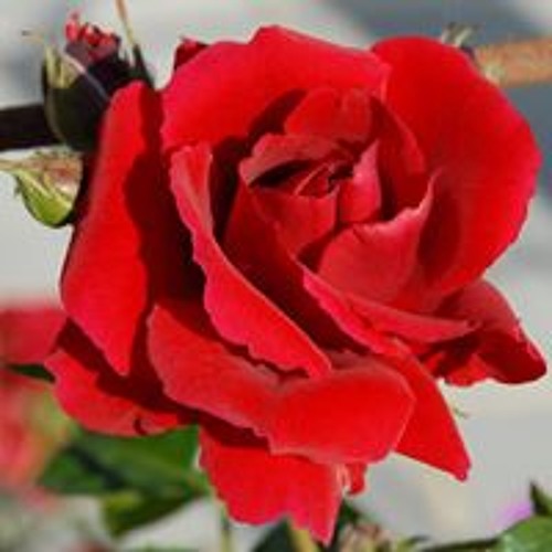 Stream Mabast Mabast music | Listen to songs, albums, playlists for ...