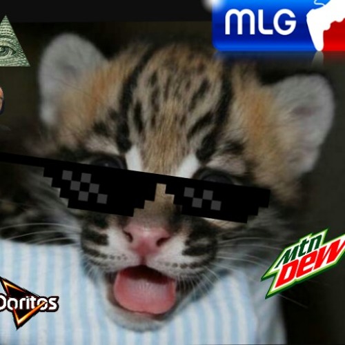 Stream MLG Cat music | Listen to songs, albums, playlists for free on ...