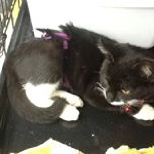 Stream Eric Moorehead music | Listen to songs, albums, playlists for ...