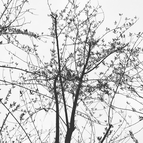 Stream Anatomy and Neuroanatomy by Ylan Chung | Listen online for free ...