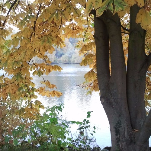 Stream Carmen Popa music | Listen to songs, albums, playlists for free ...