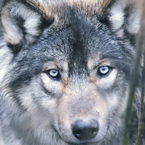 Stream And his Name is JON BAMS by MoonQuill | Listen online for free ...