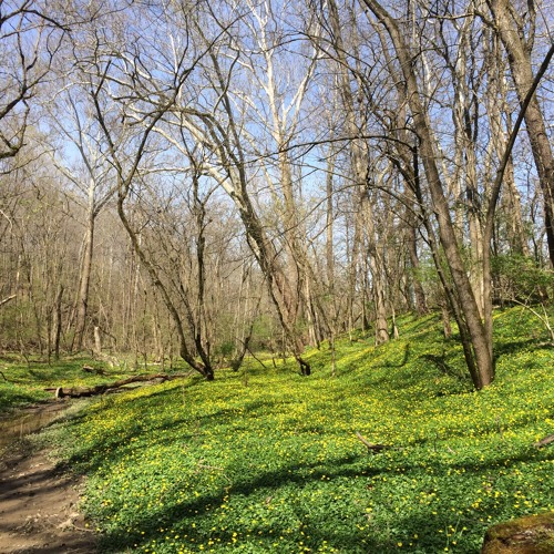 Stream Meredith Messer music | Listen to songs, albums, playlists for ...