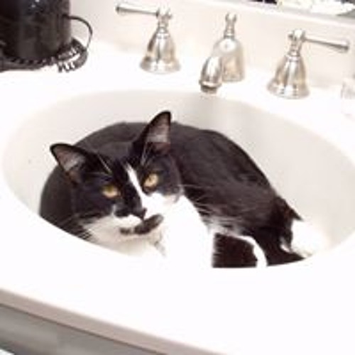 Stream Shayan Jackson music | Listen to songs, albums, playlists for ...