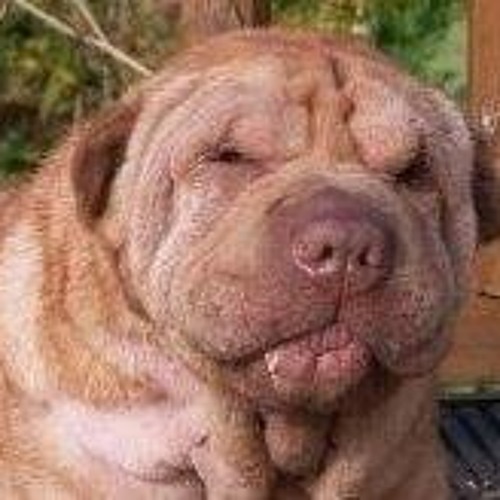 Stream Nicky Shaw music | Listen to songs, albums, playlists for free ...