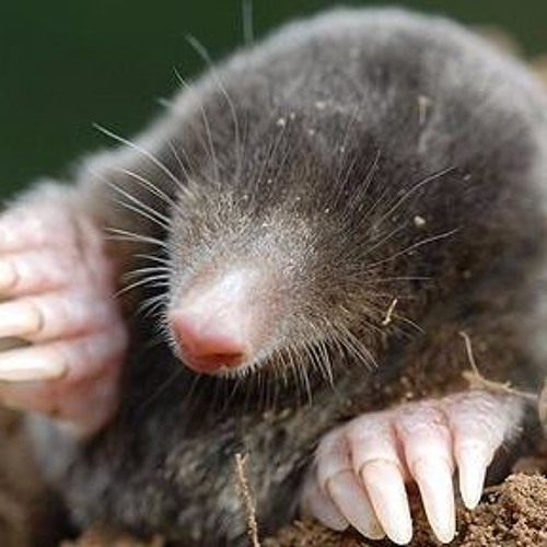 Stream episode Clive Bull - States of Australia by Scarymole podcast ...