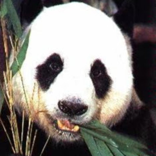 Stream Jim Nastics music | Listen to songs, albums, playlists for free ...