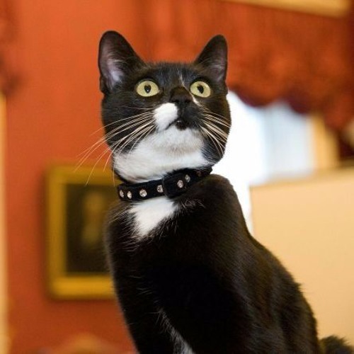 Stream Evie the Cat: Podcast Number 33 by Evie the Cat Podcasts ...
