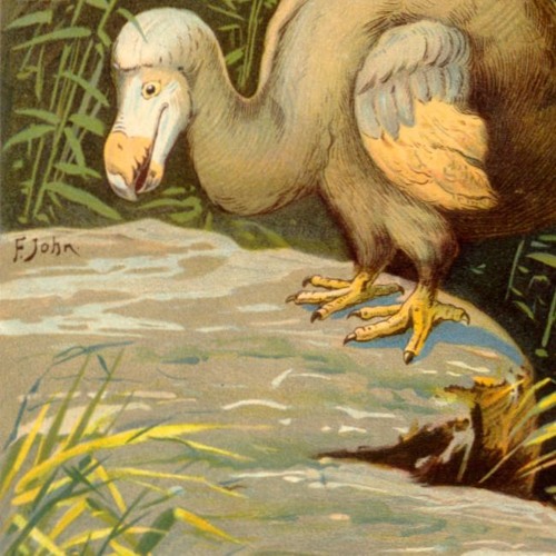 Stream Dodo Network | Listen to podcast episodes online for free on ...