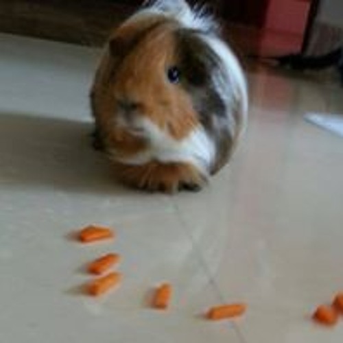 Stream Brandon Zhao music | Listen to songs, albums, playlists for free ...