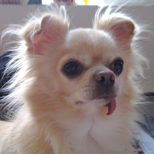 Stream Jeopardy - Daily Double Sound Effect by carlosisdanger | Listen ...