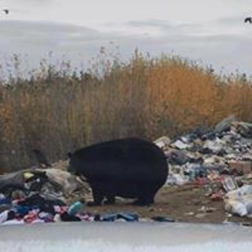 Stream Justin Carter music | Listen to songs, albums, playlists for ...