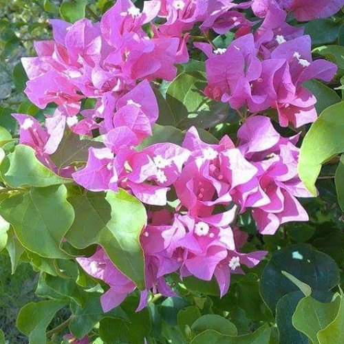 Stream Fareeha Altaf music | Listen to songs, albums, playlists for ...