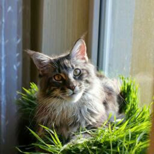 Stream Edvardas Povilonis music | Listen to songs, albums, playlists ...