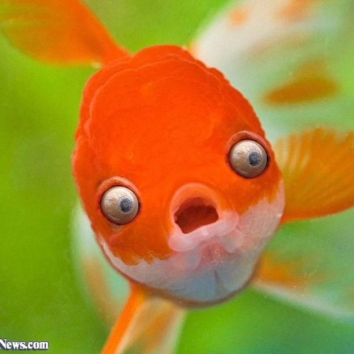 Stream FishBoy music | Listen to songs, albums, playlists for free on ...