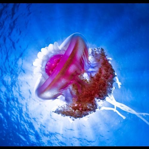 Stream Hukamu music | Listen to songs, albums, playlists for free on ...