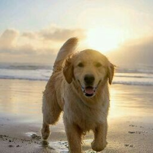 Stream Mari Le Roux music | Listen to songs, albums, playlists for free ...