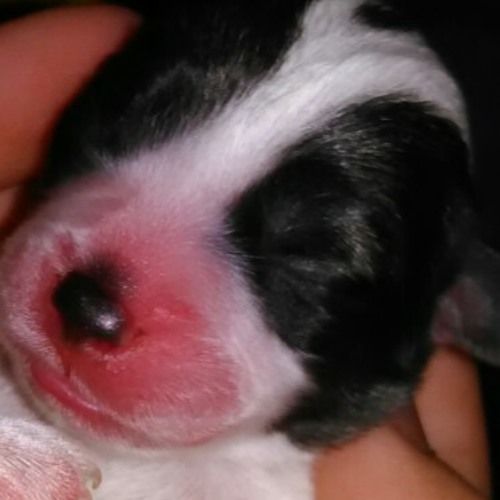 Stream Hannah The pup music | Listen to songs, albums, playlists for ...