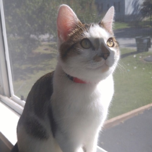 Stream Sage Larson music | Listen to songs, albums, playlists for free ...