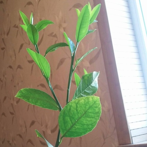 Stream 17.05.30 uulen bor by brt modify | Listen online for free on ...