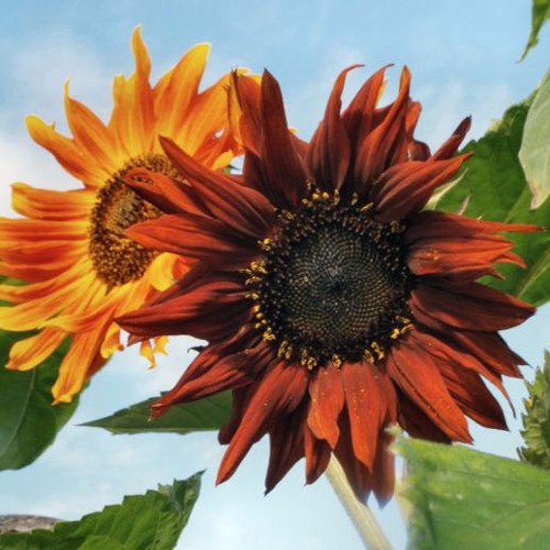 Stream Hyper Steve music | Listen to songs, albums, playlists for free ...