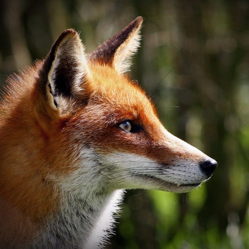 Stream Regan Reardon Ackerman music | Listen to songs, albums ...