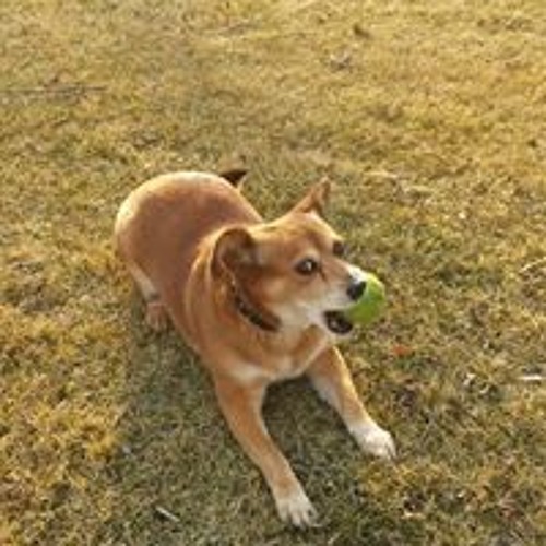 Stream Cooper Flores music | Listen to songs, albums, playlists for ...