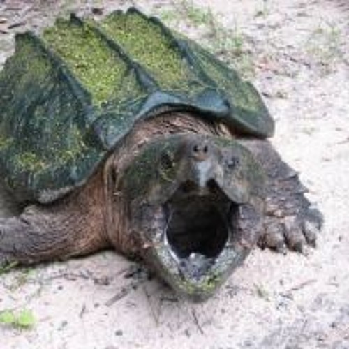 Stream the snapping turtle music | Listen to songs, albums, playlists ...