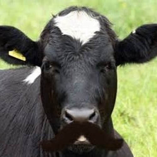 Stream Fancy Cow music | Listen to songs, albums, playlists for free on ...