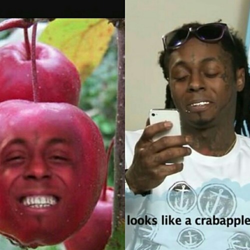 Lil Wayne Crabapple Gif