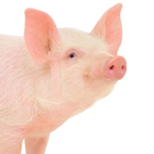 Stream PigLIT music | Listen to songs, albums, playlists for free on ...