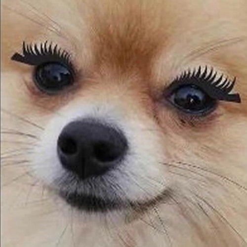 Stream Hello Doggo music | Listen to songs, albums, playlists for free ...