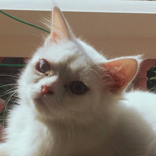 Stream Túu music | Listen to songs, albums, playlists for free on ...