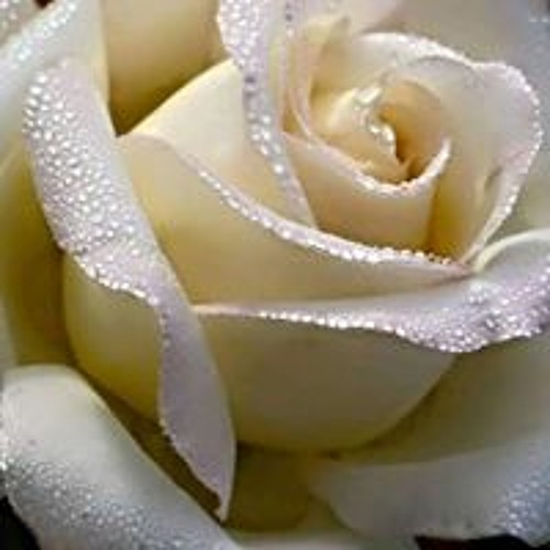 Stream Enas Mohammad Hafez music | Listen to songs, albums, playlists ...