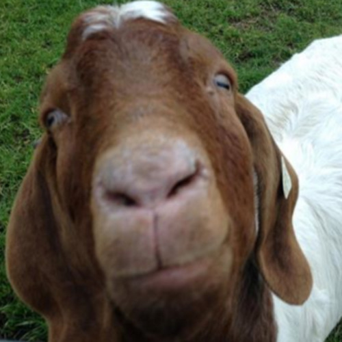 Stream Goat Life music | Listen to songs, albums, playlists for free on ...