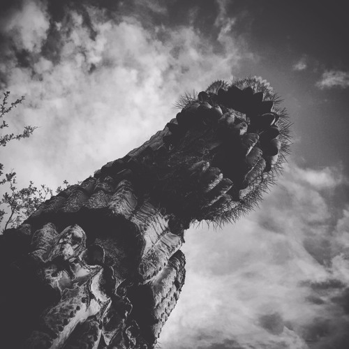 Stream Seven Legged Octopus | Listen to Tape playlist online for free ...